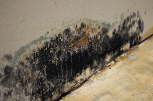 Facts About Mold | ServiceMaster Remediation Services Florida
